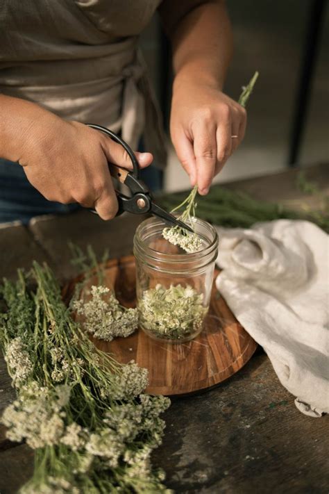 Wildcrafted First Aid Yarrow Salve - GATHER & GROW | Remedies for bee stings, Herbalism, Herbal ...