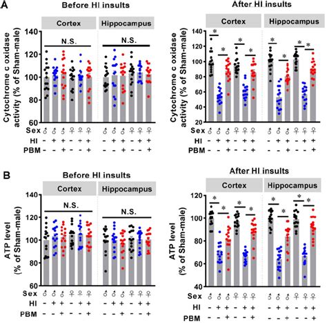 Prenatal Pbm Preserves Mitochondrial Cytochrome C Oxidase Activity And