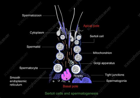 Sertoli Cells Diagram Stock Image C0088625 Science Photo Library