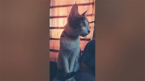 Gatinha Fofinha Shorts 😻luna😻 Youtube