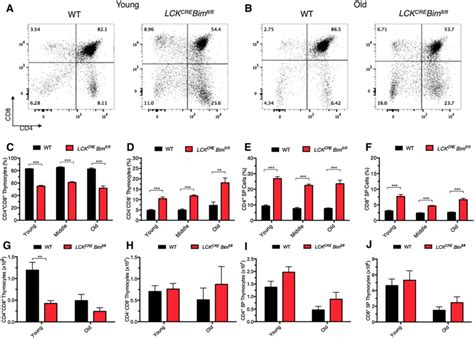 Thymocyte Development Remains Abnormal As Lckcrebimflfl Mice Age