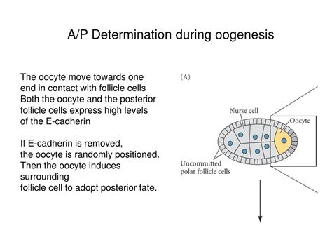 Ppt Morphogen Gradient Cascade Signal Transduction Powerpoint