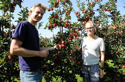 Gvarv Epler Frisk Satsing I Eplehagen