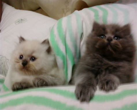 Milly Kitty Gallery Desember 2010