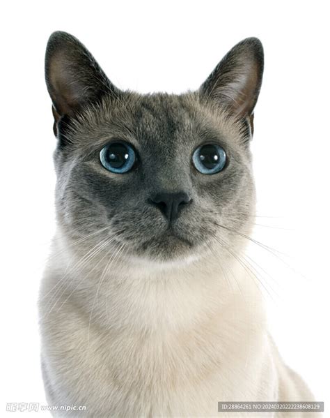 猫猫摄影图其他生物生物世界摄影图库昵图网