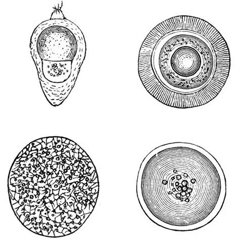 252 Piece Puzzle Various Fish Eggs Photography Themes Illustration