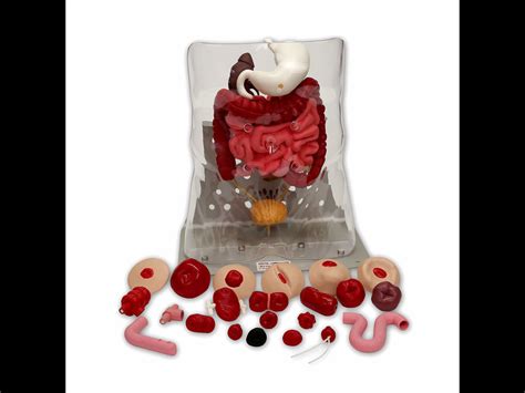 Otto Ostomy Trainer Limbs And Things Us