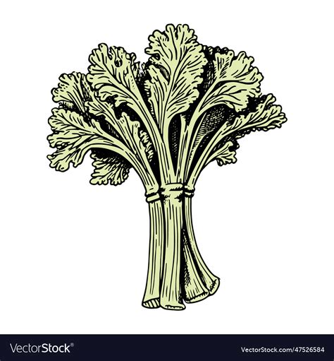 Celery Drawing