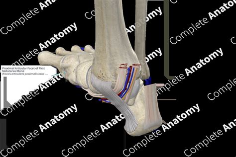 Proximal Articular Facet Of First Metatarsal Bone Complete Anatomy