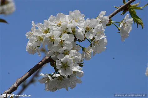 樱桃花 摄影图花草生物世界摄影图库昵图网