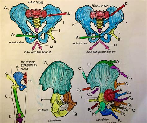 Pelvic Girdle Diagram Quizlet
