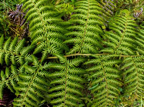 Fern Nature Floors Free Photo On Pixabay Pixabay