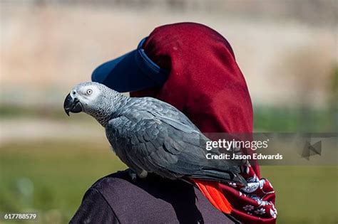 Ara Shiraz Photos And Premium High Res Pictures Getty Images