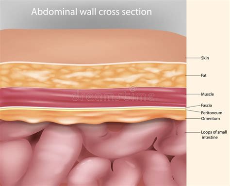 Abdominal Wall Cross Section Anatomy Abdominal Wall Layers Stock