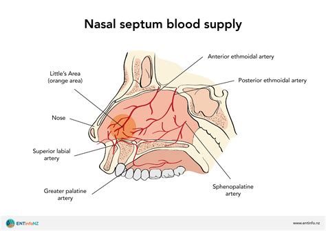 Epistaxis Nose Bleeds Ent Info