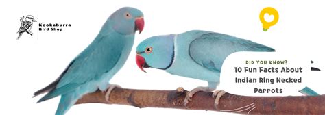 Ten Fun Facts About Indian Ring Necked Parrots