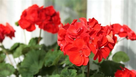 9 Best Homemade Fertilizer For Geraniums Unleash Your Garden S Potential