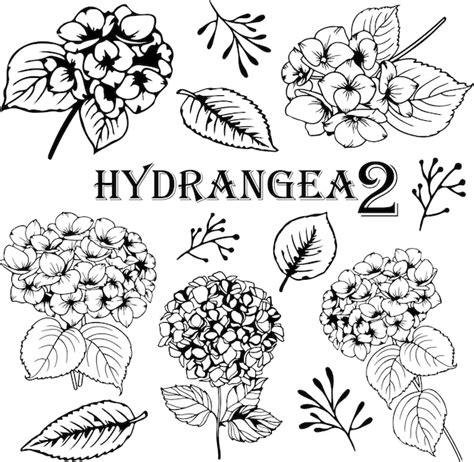 Premium Vector Set Of Linear Doodle Hydrangea Leaves And Flowers 2