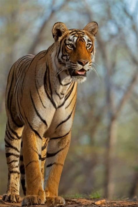 Pin Von Vera Waldon Auf Collin Stafford Johnson