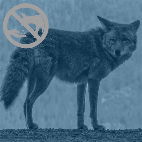 The City Of Burlington Has Mayor Marianne Meed Ward