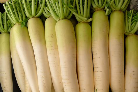 Did You Know Daikon Radish Edition Midtown Farmers Market