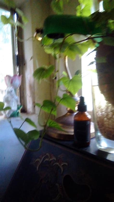 Pikake Jasmine Mist Hawaiian Skincare Ua Body