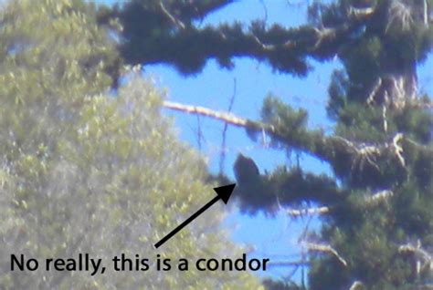 Californian Condor Not Extinct Yet But Still Regularly Poisoned By Lead National Geographic