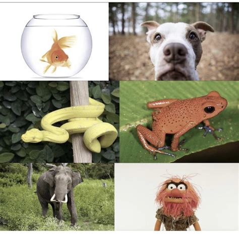 Can Somebody Please Sex This Tarantula And Identify The Species Please