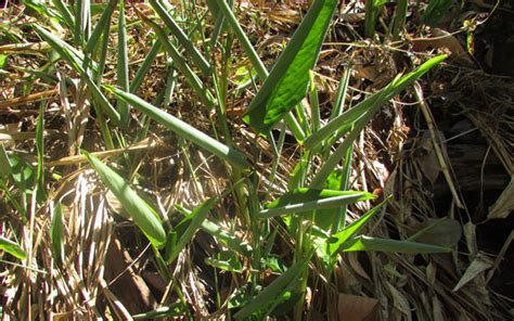 Bombay Arrowroot Medicinal Plants Medicinal Plants