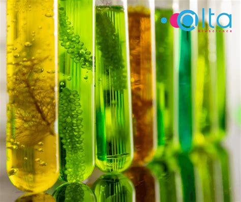 Four Alternative Protein Sources For Animal Feed Altabioscience