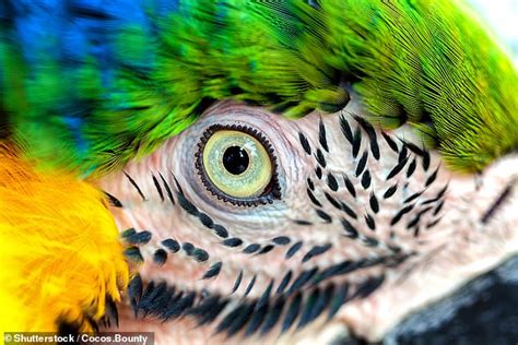 Amazing Photos Show How Human Vision Compares With That Of Our Pets