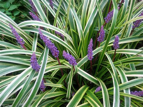 Liriope Muscari Complete Care Guide Characteristics And Uses