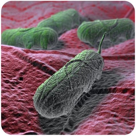 716 Bacteria And Humans Biology Libretexts
