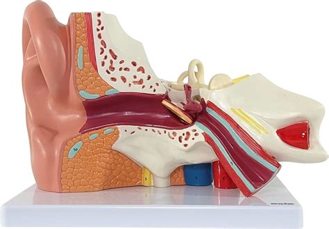Anatomy Ear Model Diagram Quizlet