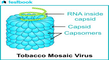 Tobacco Mosaic Virus Tmv Diagram Structure And Applications