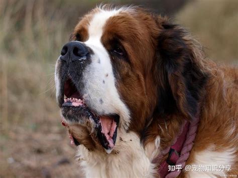 十大温顺的大型犬，脾气最温顺的狗狗排名！ 知乎