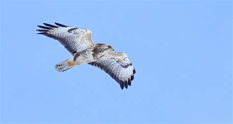 Common Buzzard Light Morph Birdforum