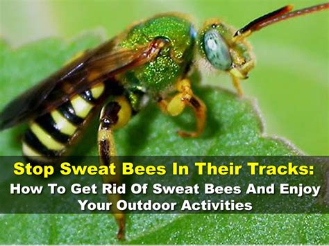 Stop Sweat Bees In Their Tracks How To Get Rid Of Sweat Bees And Enjoy