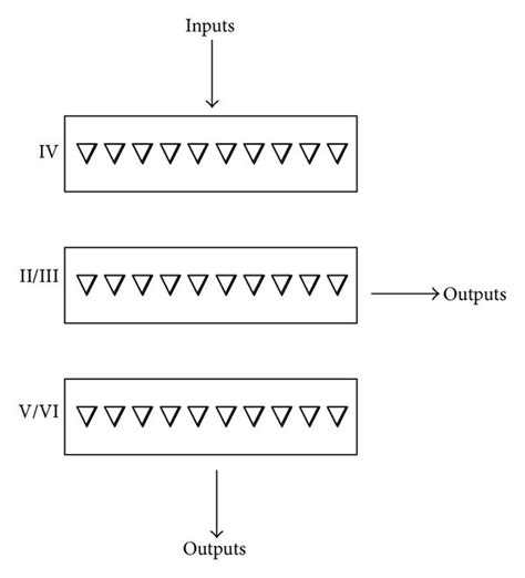 Cortical Column Structure Drawn By Predominant Connectivity Flow Rather Download Scientific