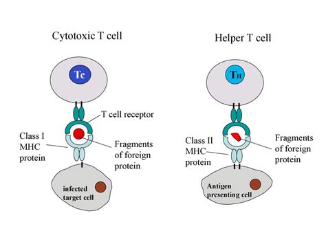 Cytotoxic T Cell Helper T Cell Tc Th T Cell Receptor Class I Mhc Ppt