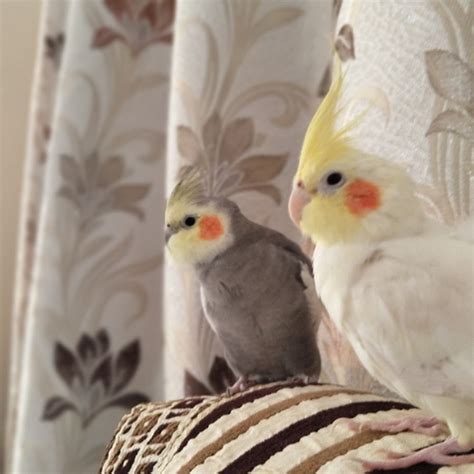 Crazy Cockatiel Youtube