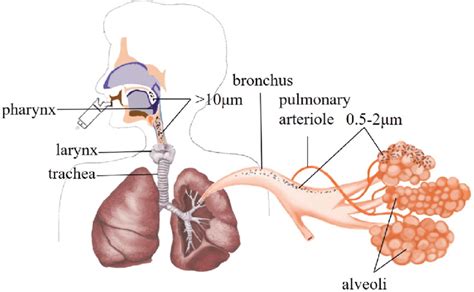 The Picture Of The Particle Size And Position Of Inhaled Particles In