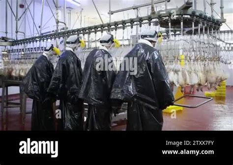 Chicken Processing Line At Poultry Farm Chicken Meat Production Line Food Industry Stock Video