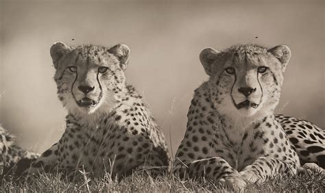 Ac Assets Control Ag The Leading Swiss Osint Provider