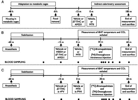 Protocol Timelines A Effects Of Third Ventricle Infusions Of Mtii