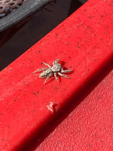 Curious Little Platycryptus Undatus That Hitched A Ride On My Kayak R