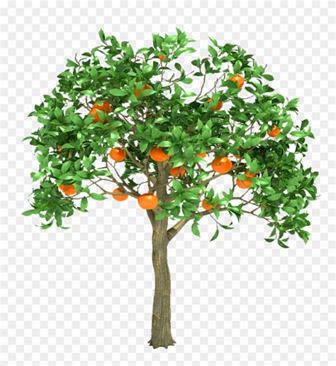 Orange Tree Trans Png By Dementiarunner On Deviantart Orange Tree