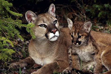 Puma Vida Em Destaque Fciências