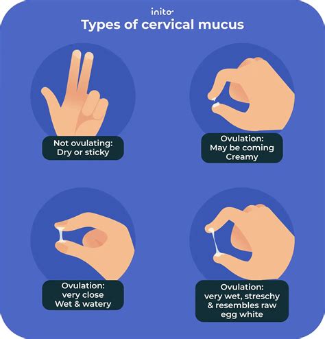 Stages Of Cervical Mucus Fertile Holistic Therapies To Support