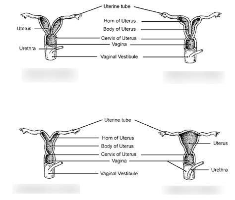 Diagram Of Female Anatomy 2 Quizlet